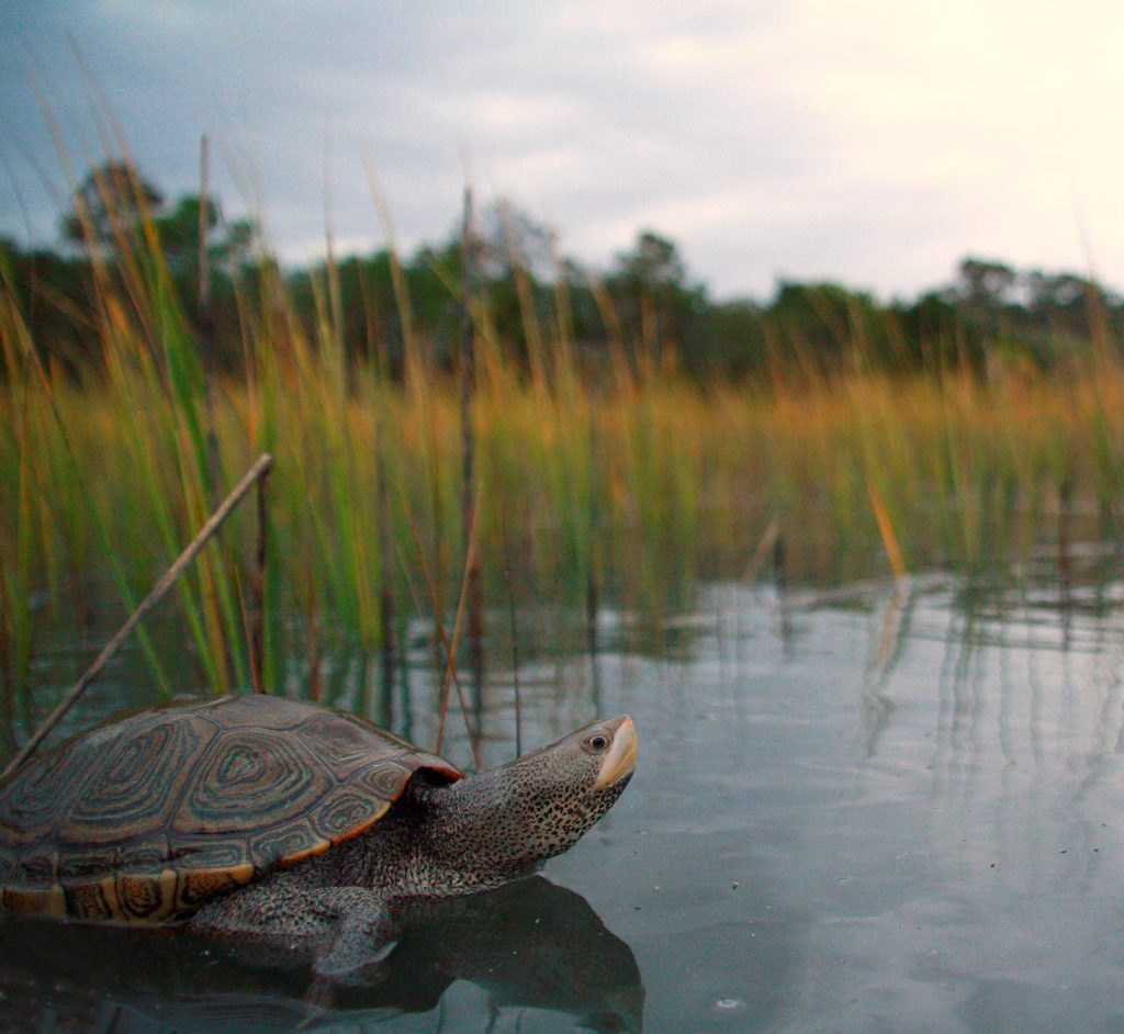 Research | The Harden Lab @ BenU